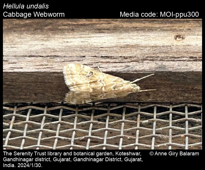 Hellula undalis | Moths